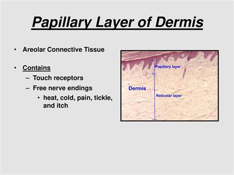 The Integumentary System Ppt Download