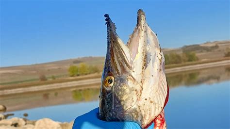 GÖlde Kalan Son Trofe Turnalardan Bİrİ Bİze Kismet OldubaliĞin Nasil YakalndiĞi Tahmİnİ DoĞru