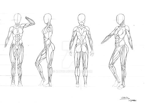 Female Muscles Study By Kayo7 On Deviantart