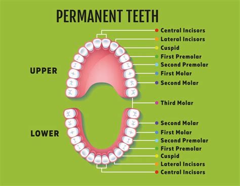 Adult Teeth By Age Teeth Names Diagram Types And Functions