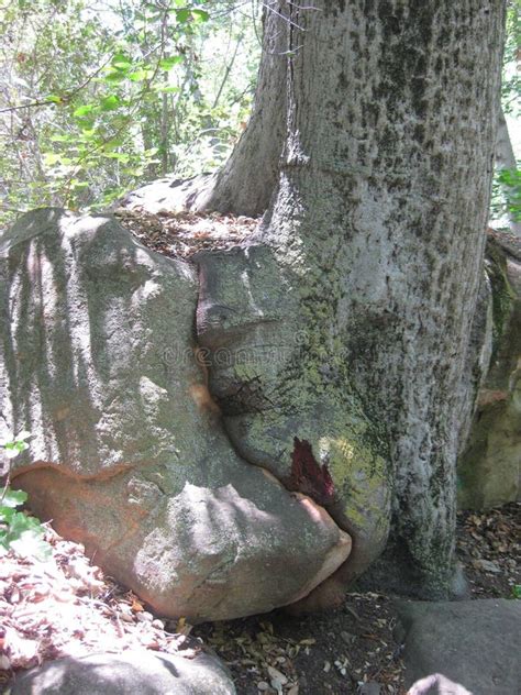 Huge Tree Growing Over Enveloping Boulder Rock Stock Image Image Of