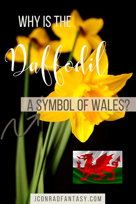 Why Is The Daffodil A Symbol Of Wales Symbol Of Wales Welsh