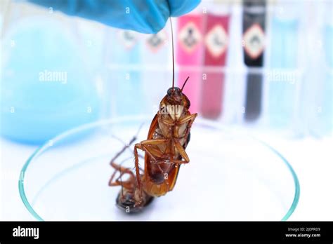 Scientific Experiments With Cockroach In The Laboratory And Chemical