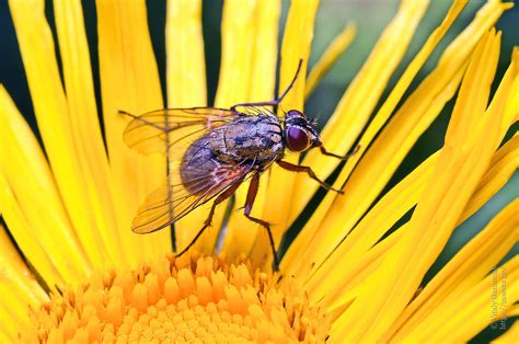 Photo 97098 Phaonia Angelicae