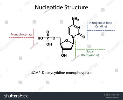 Dcmp Deoxycytidine Monophosphate Nucleotide Molecular Structure Stock