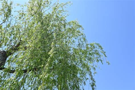 Willow Trees Salicaceae Dioecious Deciduous Trees Stock Image Image