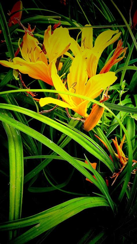 屬於野百合花的春天 每日頭條