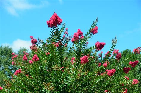 Crepe Myrtle Nature Garden Free Photo On Pixabay Pixabay