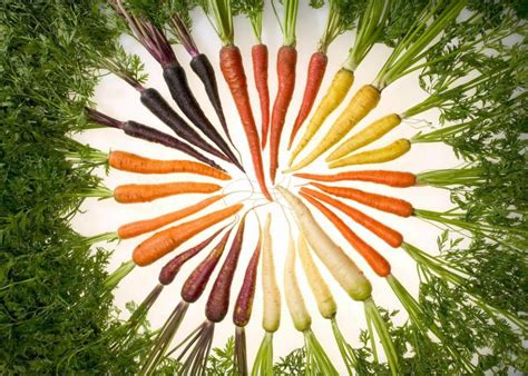 Carrots Planting Growing And Harvesting Carrots At Home The Old