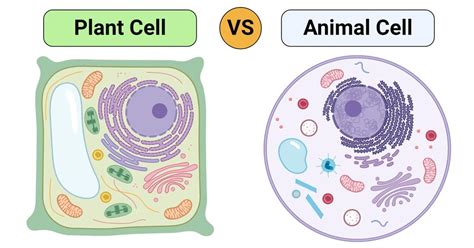 Labeled Diagram Of Plant Cell At Mary Sprent Blog