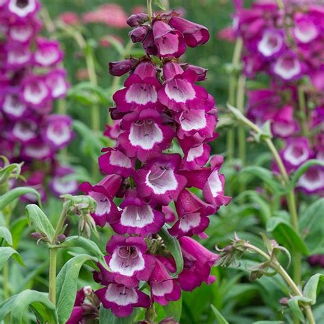 Penstemon Phoenix Violet