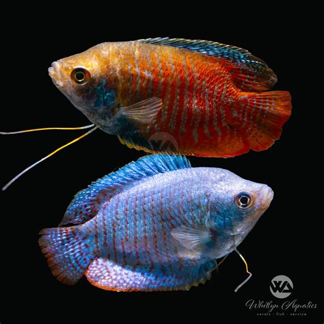 Assorted Male Dwarf Gourami Trichogaster Lalius Whitlyn Aquatics