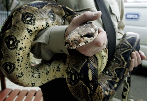 6 Foot Long Python Loosely Triggers Fear In British Village Story
