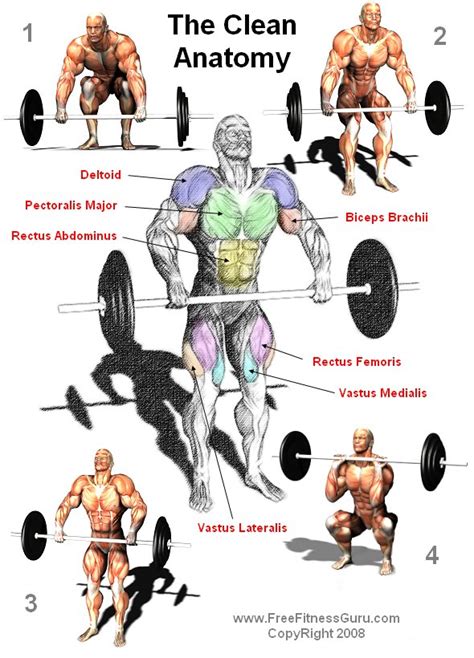 Power Clean Muscles Worked