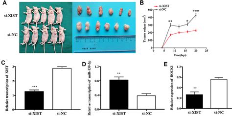 Long Noncoding Rna X Inactive Specific Transcript Facilitates Cellular Ott