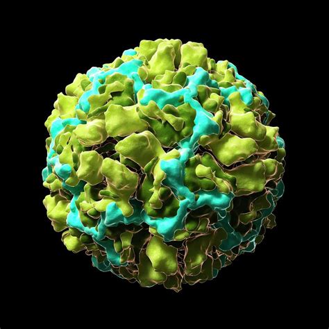 Rhinovirus Structure