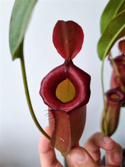 Nepenthes Lady Luck Furniture And Home Living Gardening Plants And Seeds