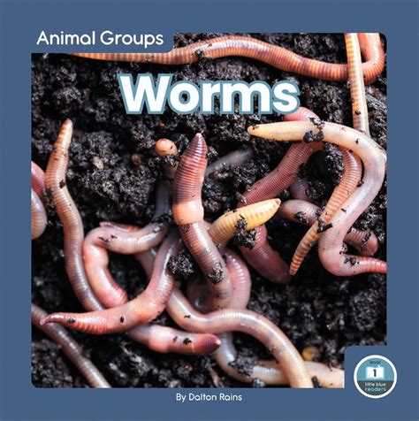 Animal Groups Worms Peribo