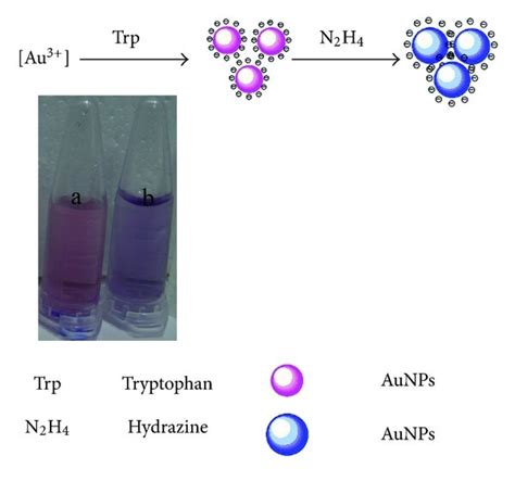 The Schematic Representation Of The Analytical Process For Detecting