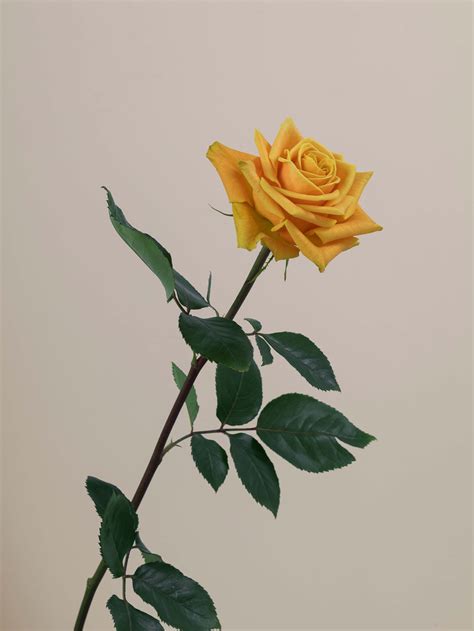 Rosaprima Rp Midas Touch