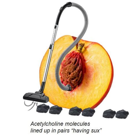 Meds Encountered In Electroconvulsive Therapy Succinylcholine Anectine Methohexital