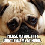 Sad Pug Meme Generator Imgflip