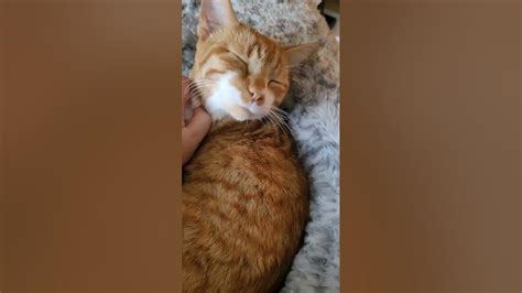 Purring Ginger Tabby Youtube