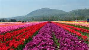 פלאי הבוטניקה התעוררותה העונתית של וושינגטון