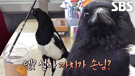 부동산 찾아온 뻔뻔한 불청객 ‘까치 Youtube