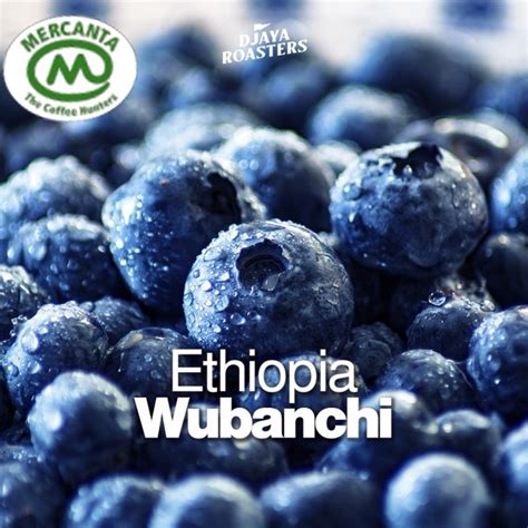 Jual Ethiopia Aricha Wubanchi Natural Single Origin Filter Coffee 200gr Shopee Indonesia
