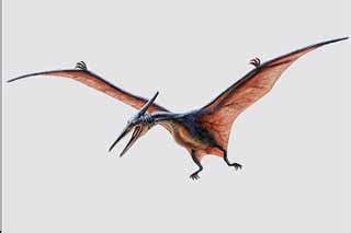 Pterodactyls Facts Characteristics Habitat Adaptation And Species