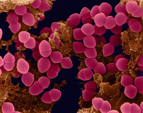 Enterococcus Faecium Coccus Prokaryote Acheter Une Photo
