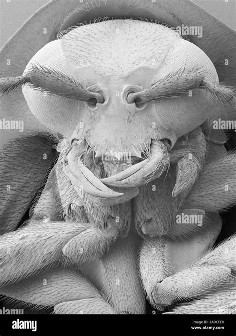 Scanning Electron Micrograph Sem Of Predator Firefly Photuris Sp Female Photuris Fireflies