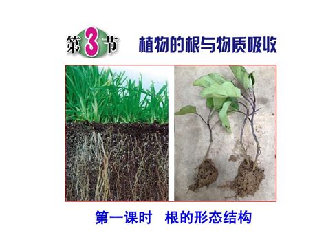 第3节 植物的根与物质吸收 第1课时 B Word文档在线阅读与下载 无忧文档