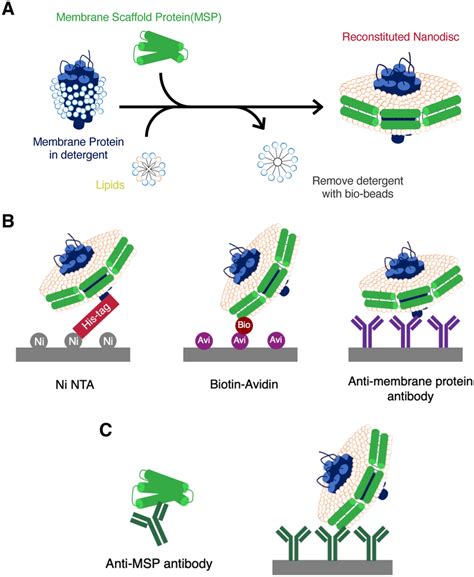 Nanodisc Reconstruction And Immobilization On An Analysis Chip Using