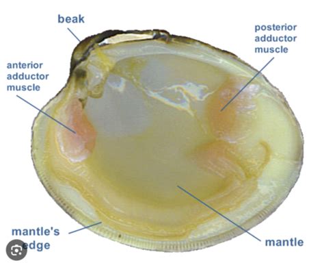 Protostomia Lab Practical Flashcards Quizlet