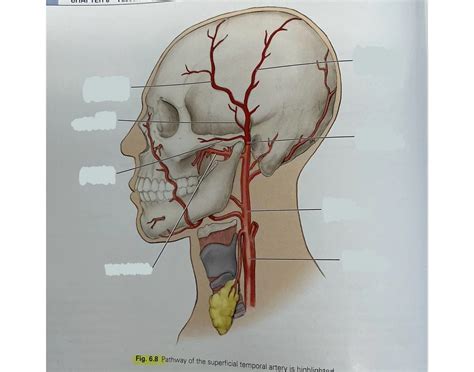Pathway Of The Superficial Temporal Artery Quiz