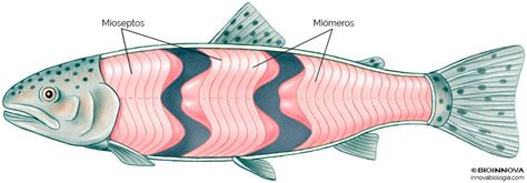 Estructura Muscular Del Pez Bioinnova