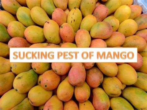 Sucking Pest Of Mango Pptx