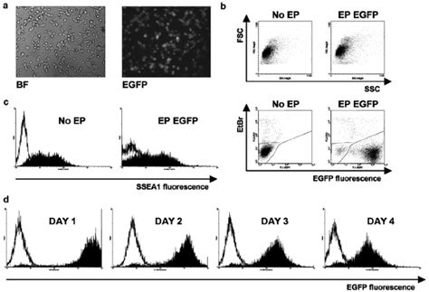 Messenger Rna Electroporation Is Highly Efficient In Mouse Embryonic Stem Cells Successful Flpe