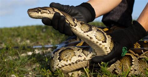 Florida Sets New Record For Python Removal But The Battle Is Far From Over