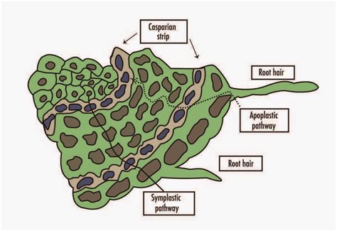 Managing Plant Nutrients A Closer Look At Phosphorus Uptake By Plants