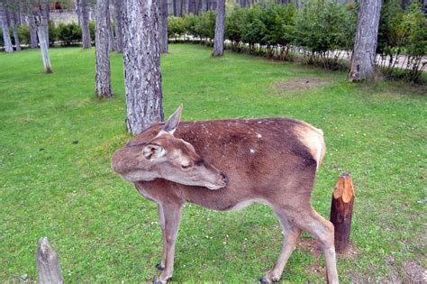 Blog De La Cierva Antonia Buenas Noticias Cierva Antonia Embarazada