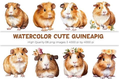 Watercolor Cute Guinea Pig Clipart Graphic By Mirazooze · Creative Fabrica