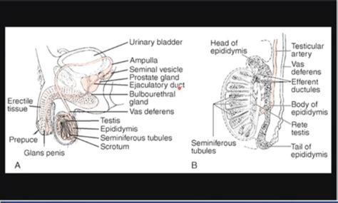 Lecture 10 Male Reproductive System Flashcards Quizlet