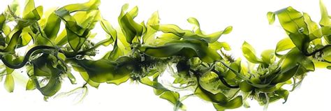 Premium Photo Algae On A White Background Isolated