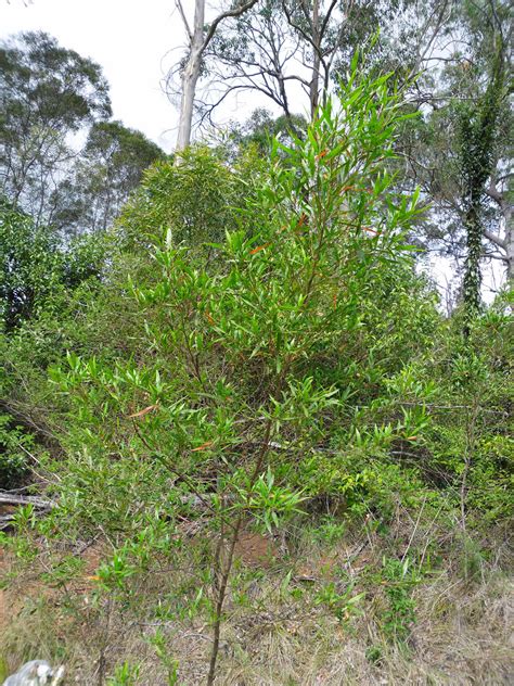 Dodonaea Viscosa”sticky Hop Bush” Paten Park Native Nursery