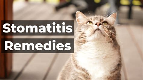 Cat Dental Disease Feline Stomatitis Remedies