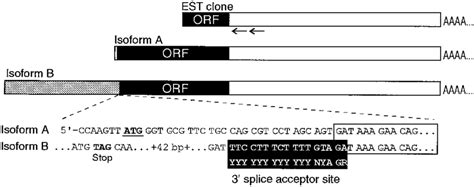 The Est Cdna Clone And The Two Pcr Amplified Fulllength Cdna Isoforms A Download Scientific
