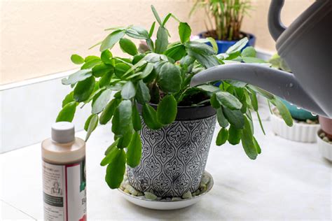 How When And What To Fertilize Christmas Cactus For Huge Blooms